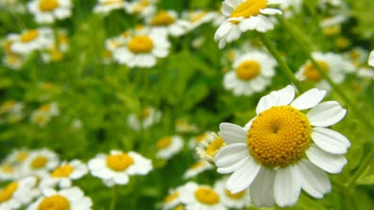 Muşeţelul, floarea zeului Soare