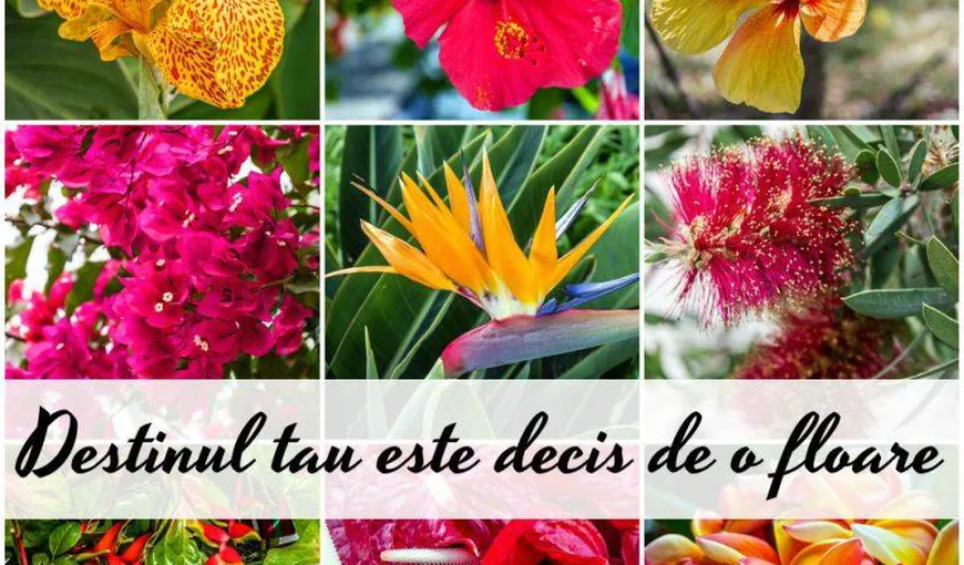Care este destinul tău în funcţie de floarea corespunzătoare datei tale ...