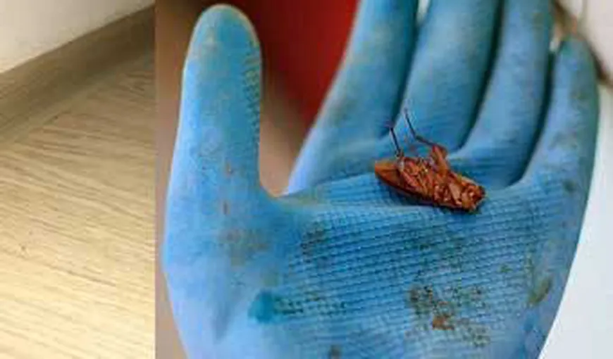 Scapă de gândacii de bucătărie cu ajutorul unui ingredient pe care îl ...