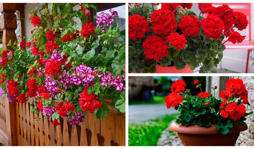 Amestecul cu care trebuie să uzi mușcatele pentru a înflori tot anul ...